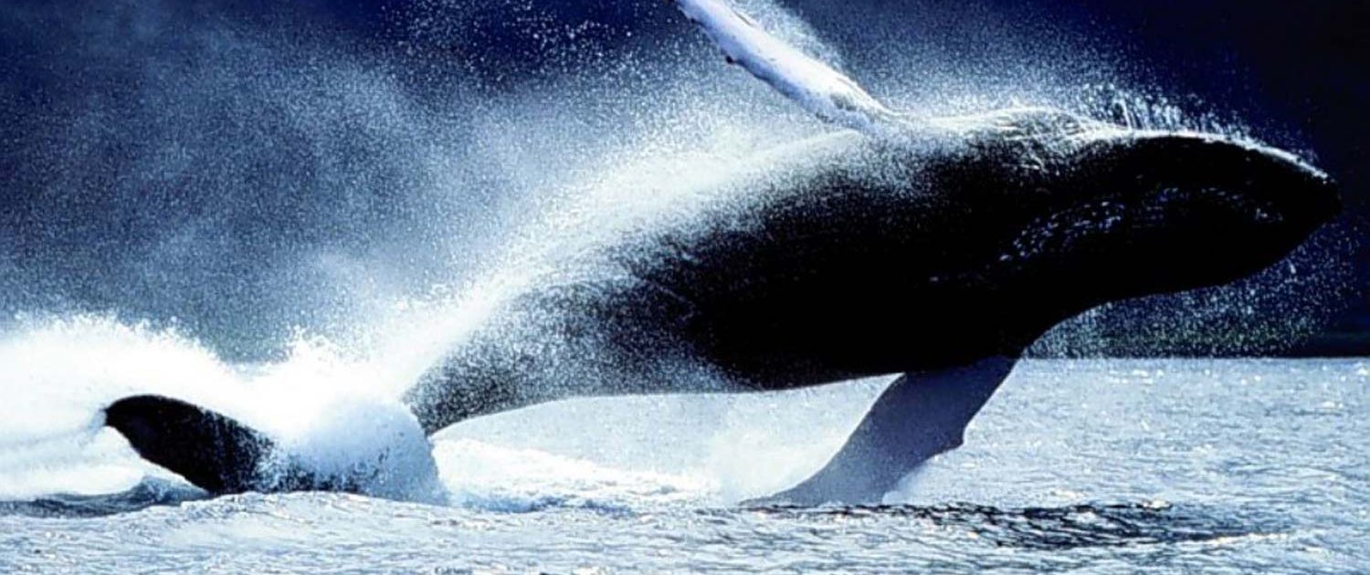 Buying and selling Ambergris – Send to us a tiny amount of your ...